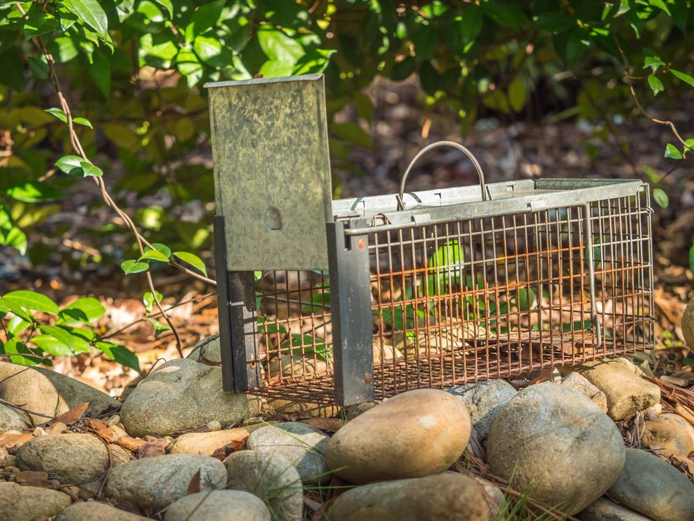 Eco-Friendly Rodent Control Methods for Langley Homes