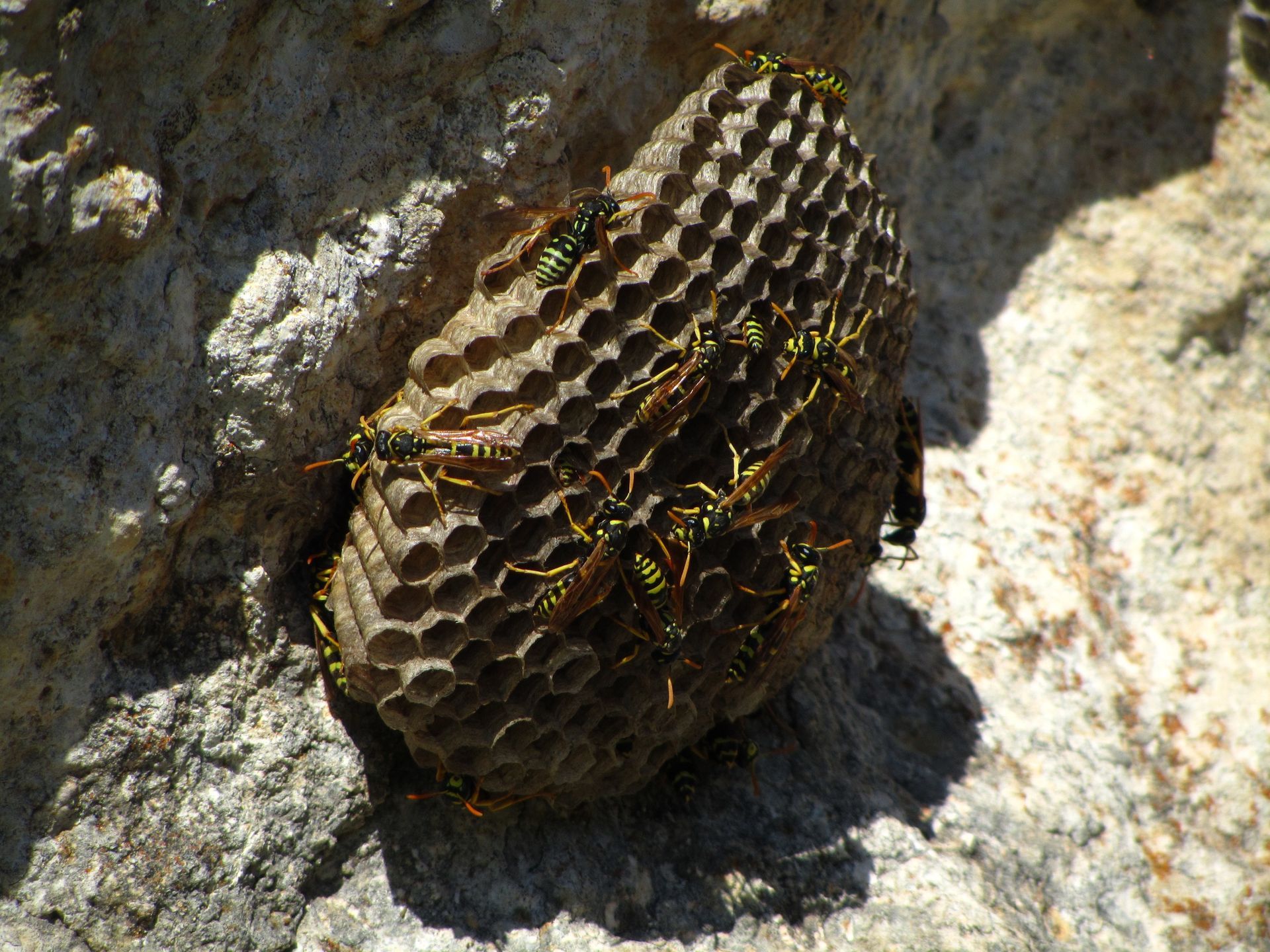 Why Wasp Treatment is Vital for Langley Homeowners