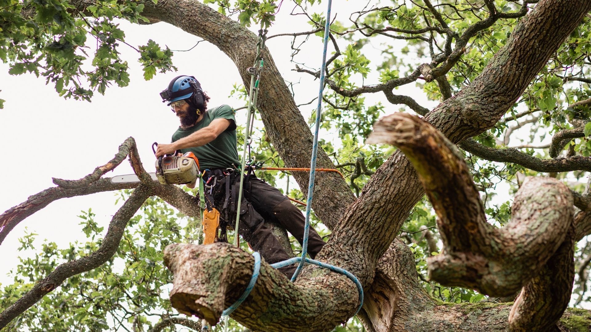 Tree Trimming & Tree Services In Foosland, IL | Bebout Tree Service