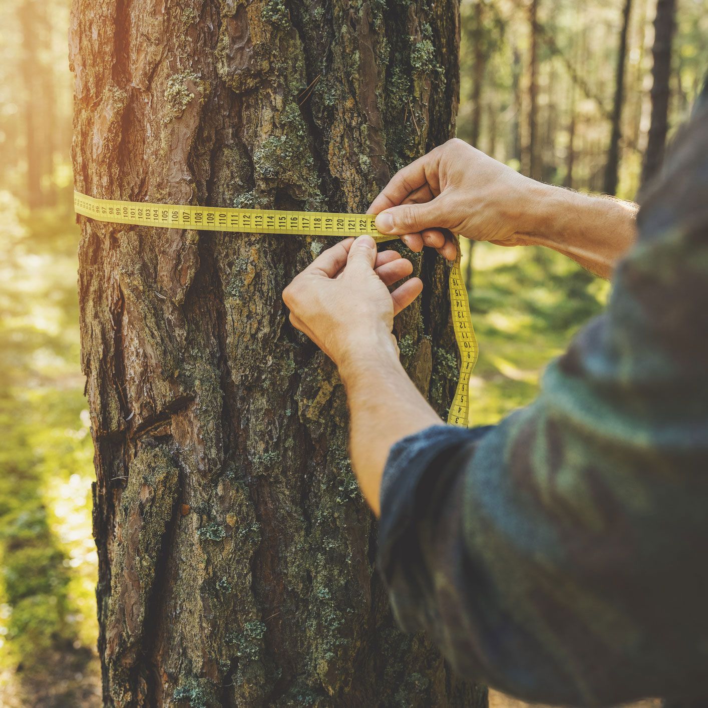 Tree Preservation | Montpelier, VT | Treeworks