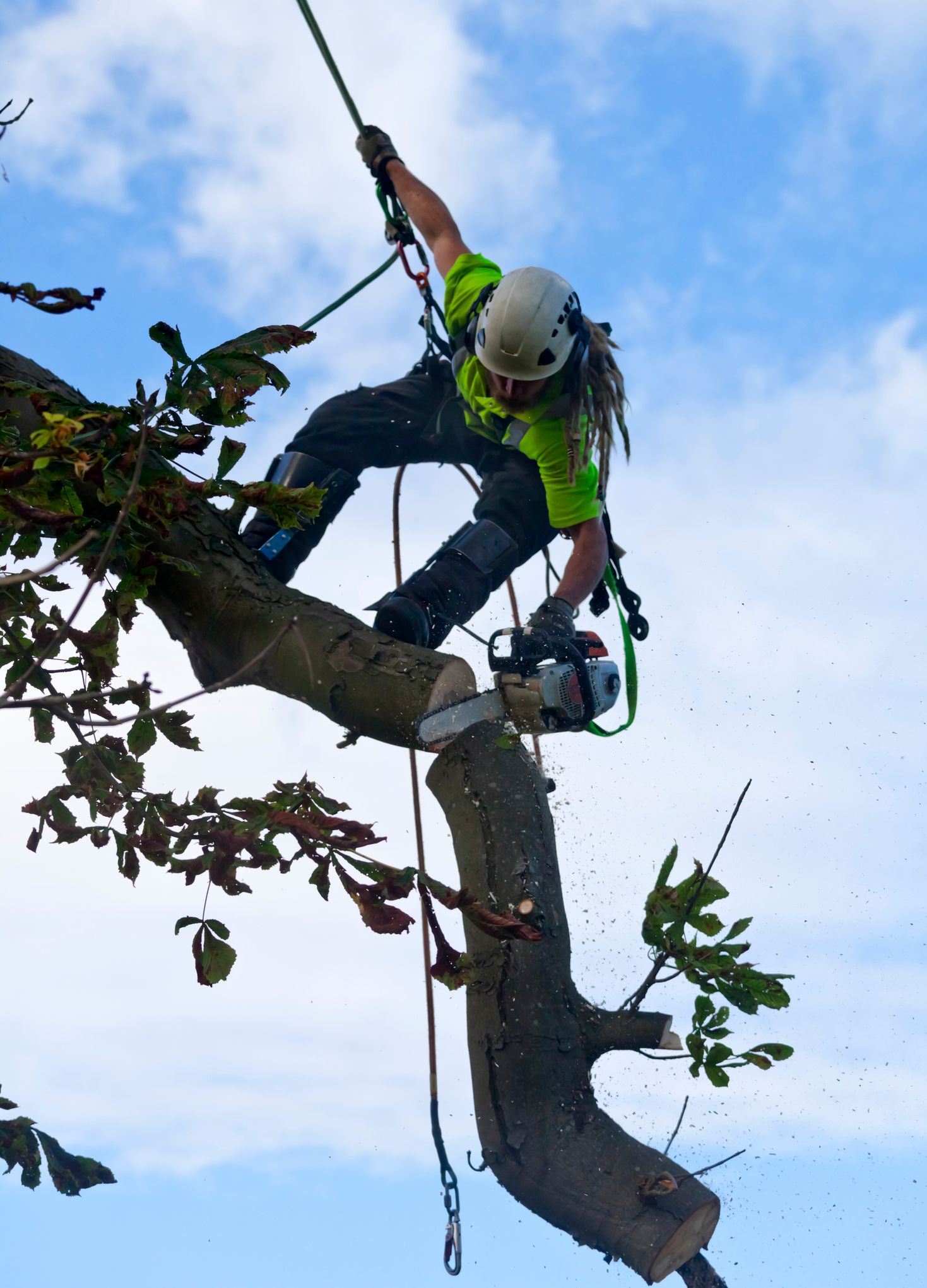 Tree Preservation | Montpelier, VT | Treeworks