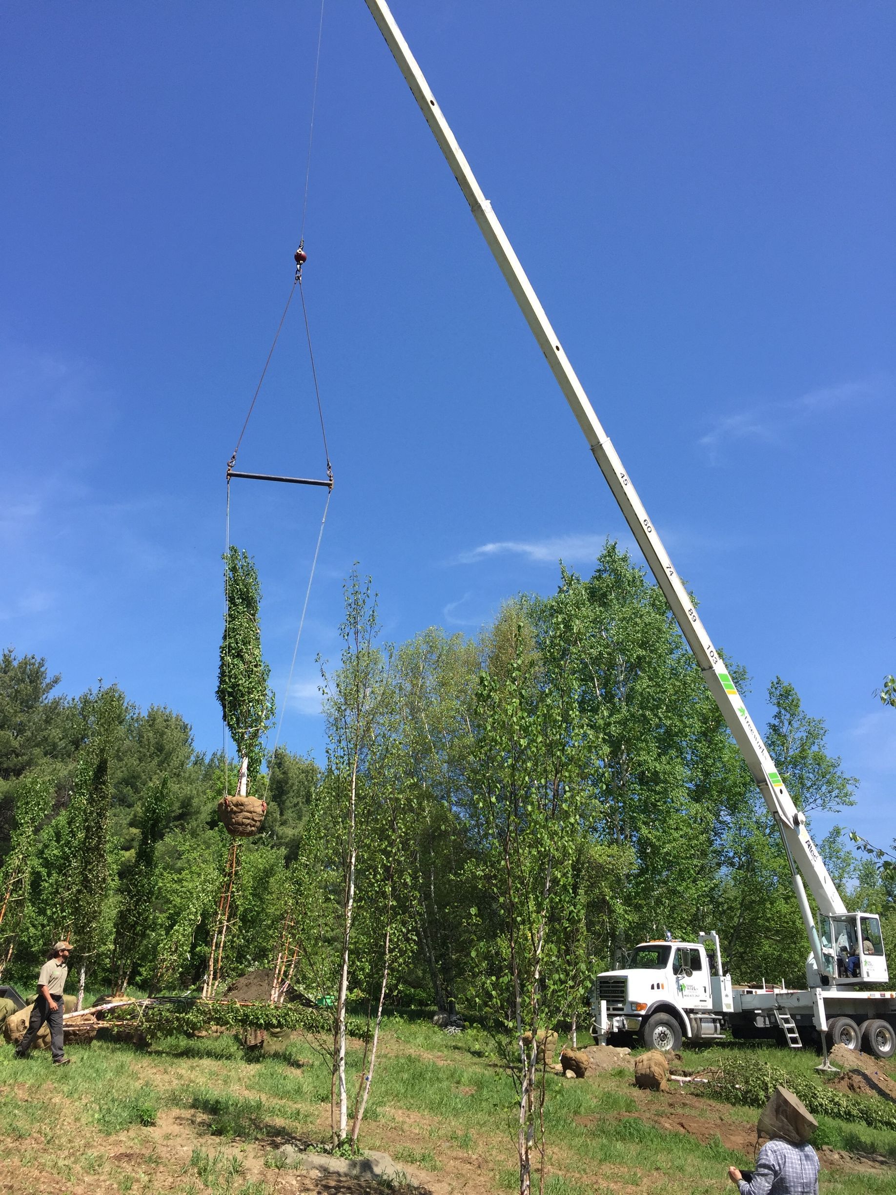 Tree Preservation | Montpelier, VT | Treeworks