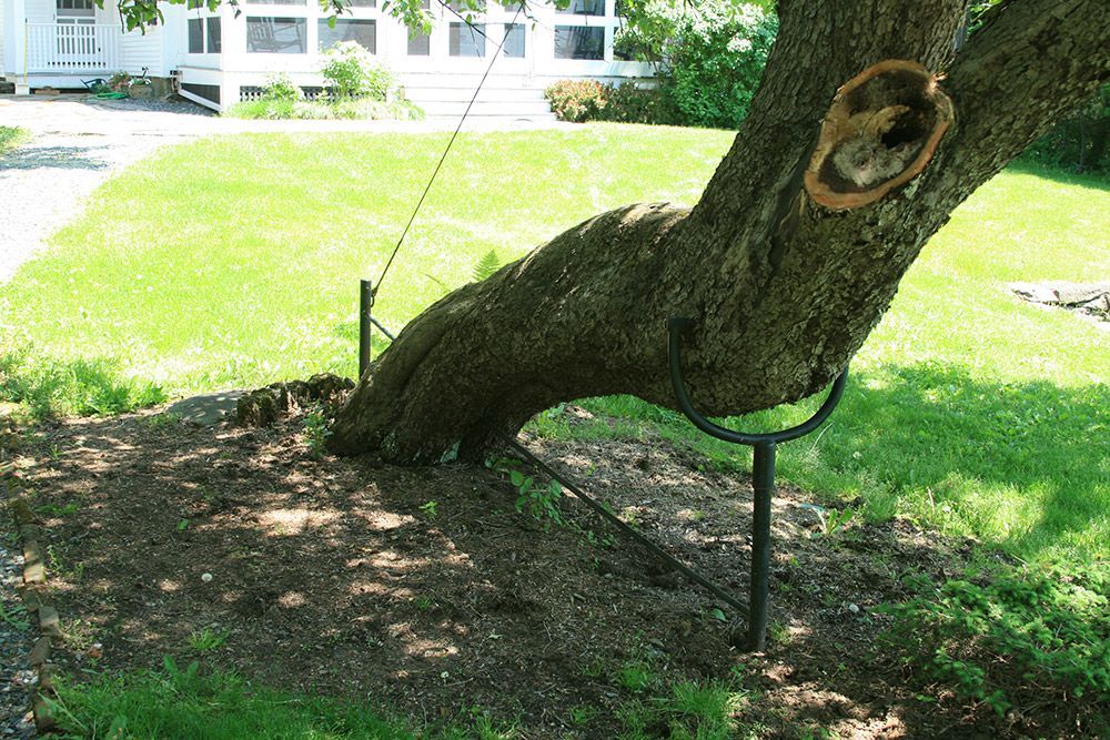 Tree Preservation | Montpelier, VT | Treeworks