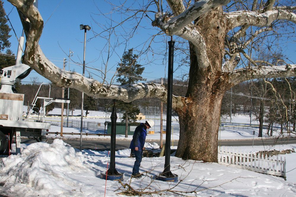 Tree Preservation | Montpelier, VT | Treeworks