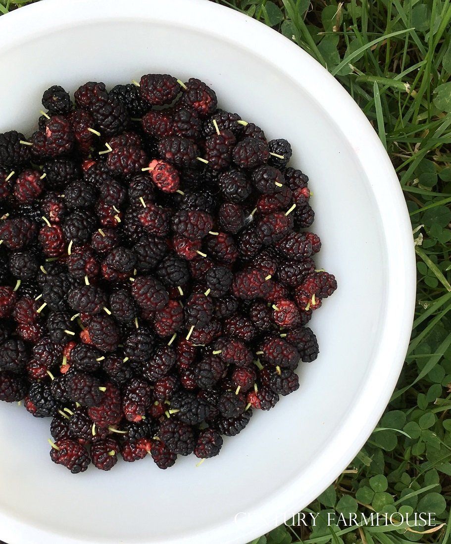 Mulberries