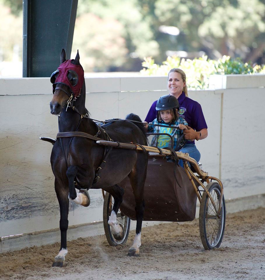 American Hackney Horse Society - Youth
