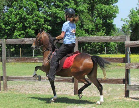 American Hackney Horse Society - Youth