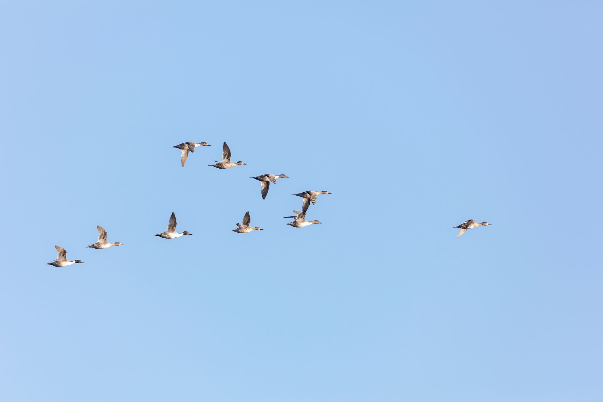 Gestalt Principles: Their Roles in Modern Visual Systems