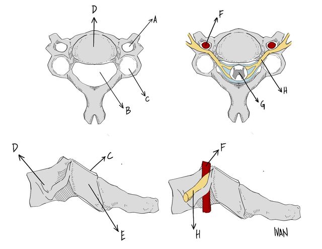Visao Odontoide Da Fratura De Jefferson Jefferson Dental