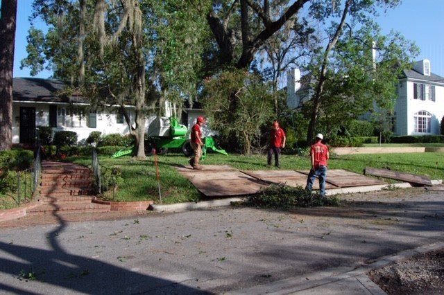 Tree Service Gallery | Custom Tree Surgeons FL