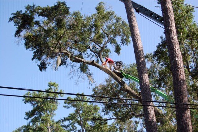 Tree Service Gallery | Custom Tree Surgeons FL