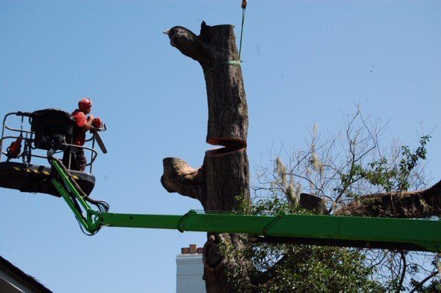 Tree Service Gallery | Custom Tree Surgeons FL
