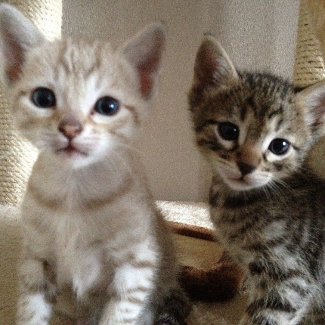 Gallery | Bengal Babies Of Phoenix | Maricopa, AZ