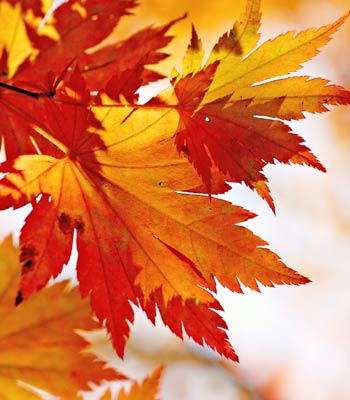 Meadows Mortuary | Atlanta, GA