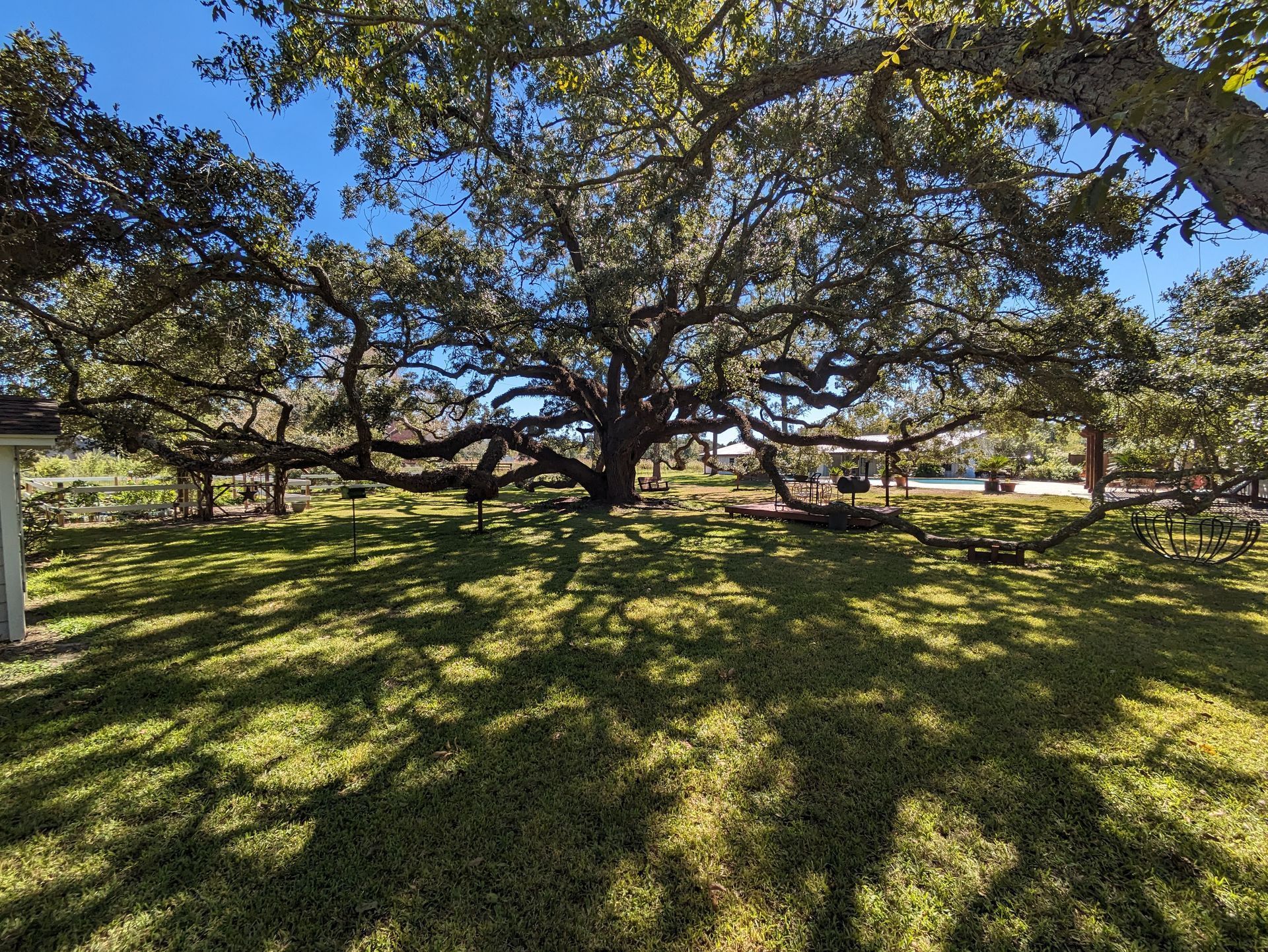 The Best Time of The Year To Prune Your Trees for Healthy Growth