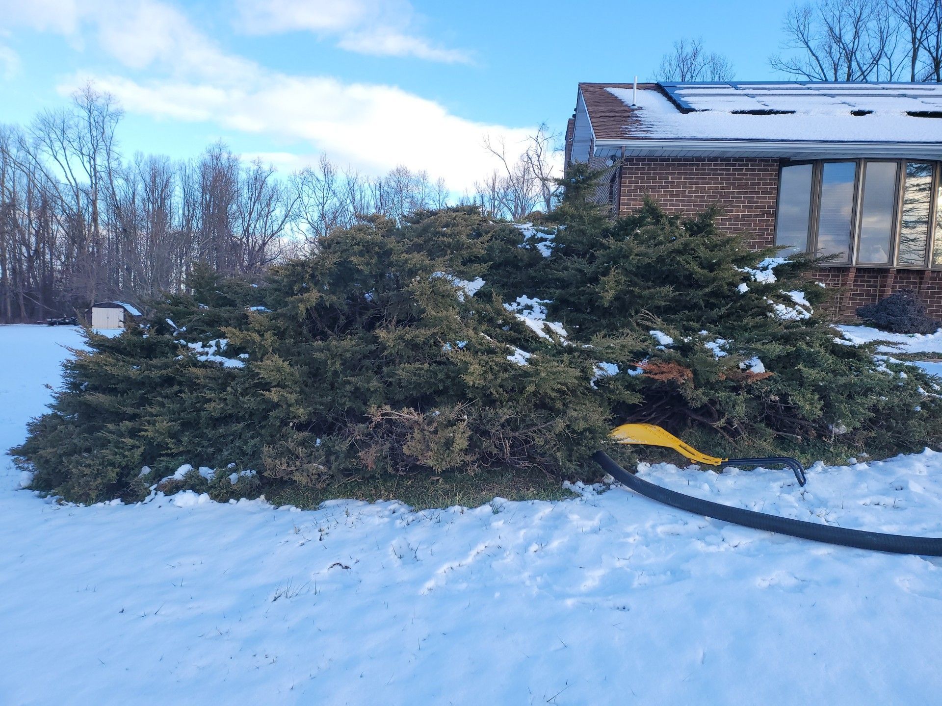 Worst Trees For Septic Systems