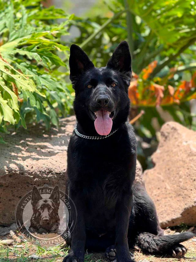Pastor Aleman Negro Cachorro Pastor Alemán Negro Sólido Pelo Largo
