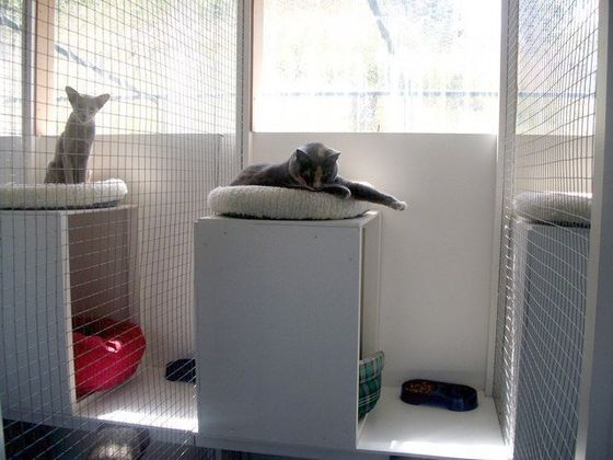 Cat Boarding in Dunedin | The Cattery