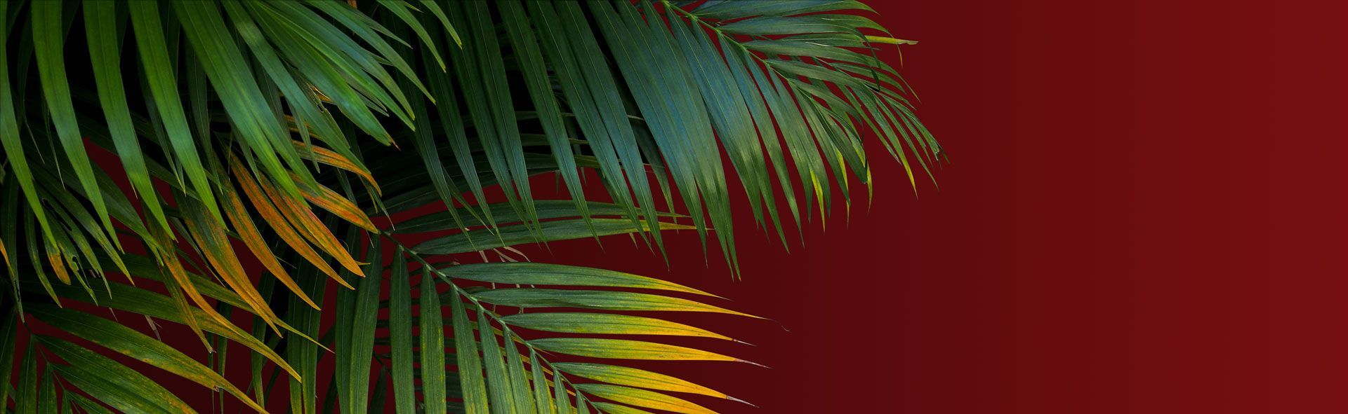 Palm Sunday