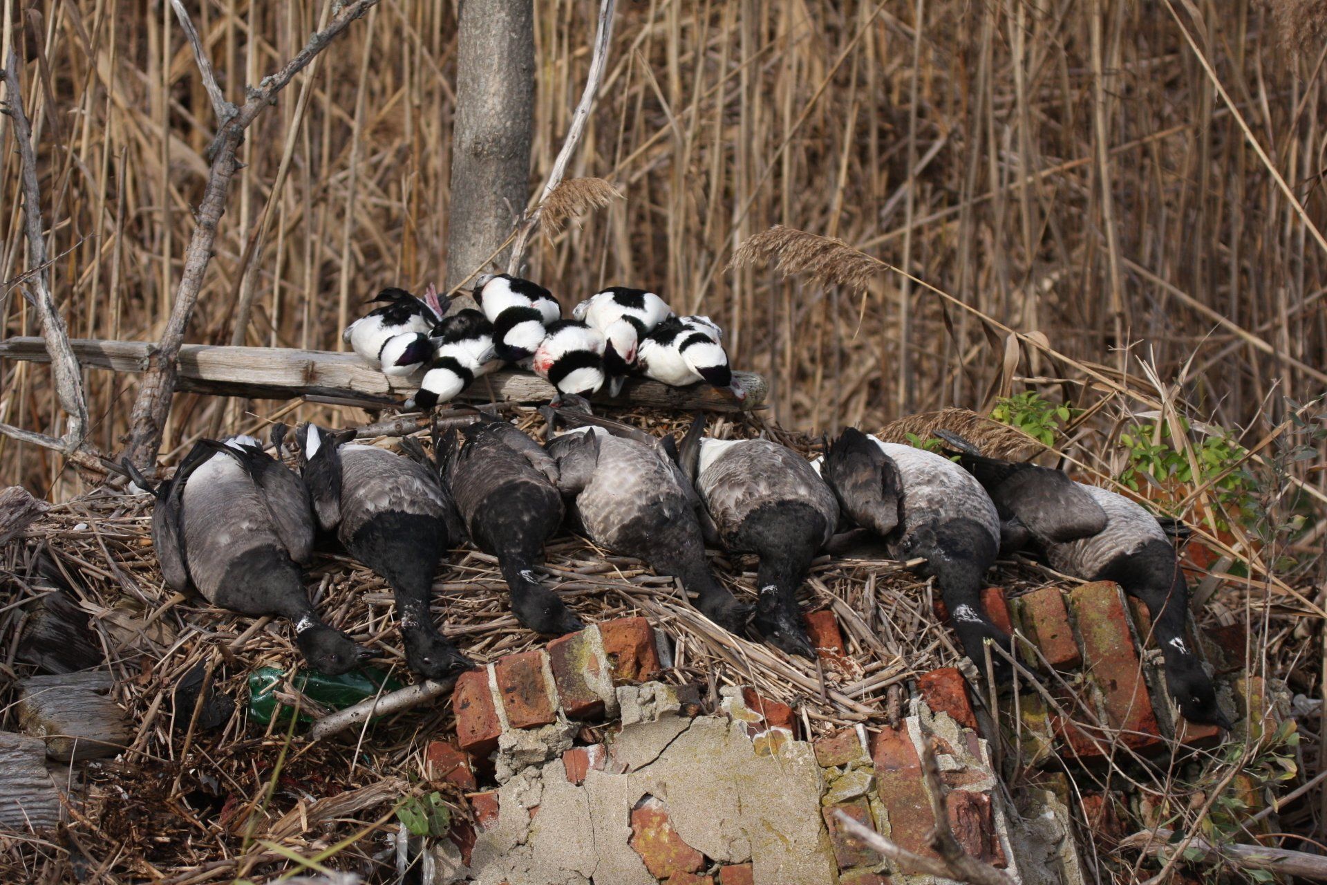 Limit Outfitters | NJ Waterfowl Hunting Guides