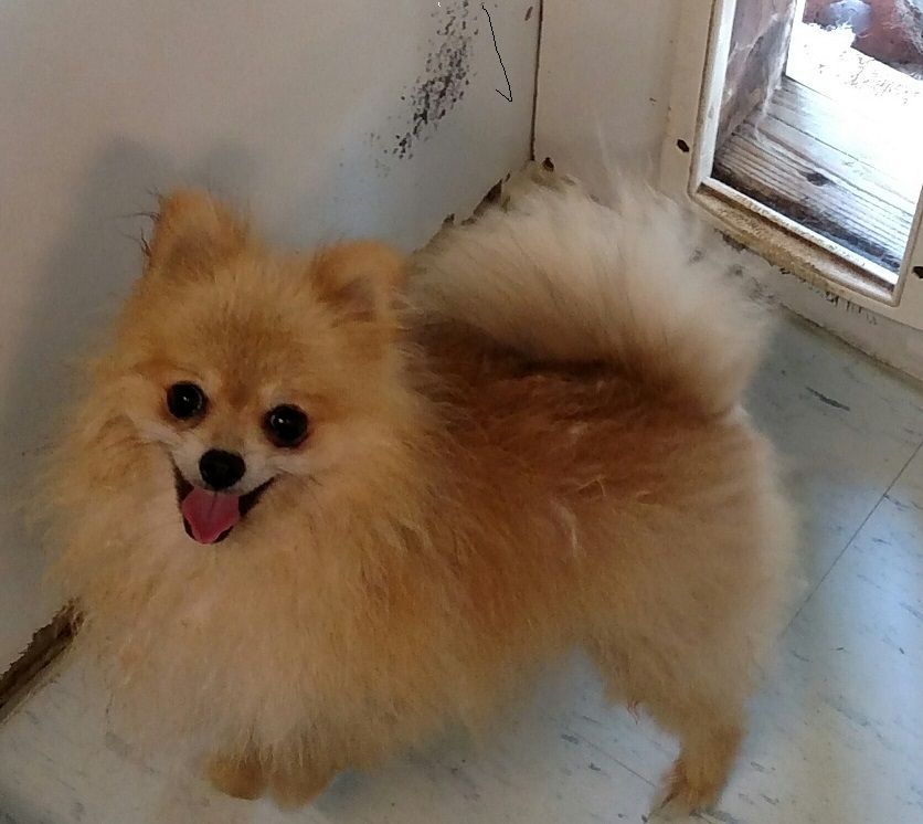 Adult Pomeranians & Pekingese | PEEKAPOM HOLLOW