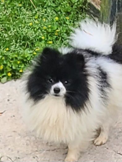 Adult Pomeranians & Pekingese | PEEKAPOM HOLLOW