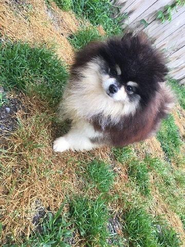 Adult Pomeranians & Pekingese | PEEKAPOM HOLLOW