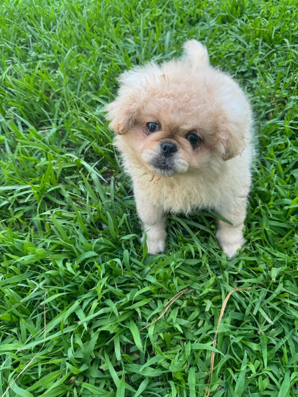 Available Litters | PEEKAPOM HOLLOW