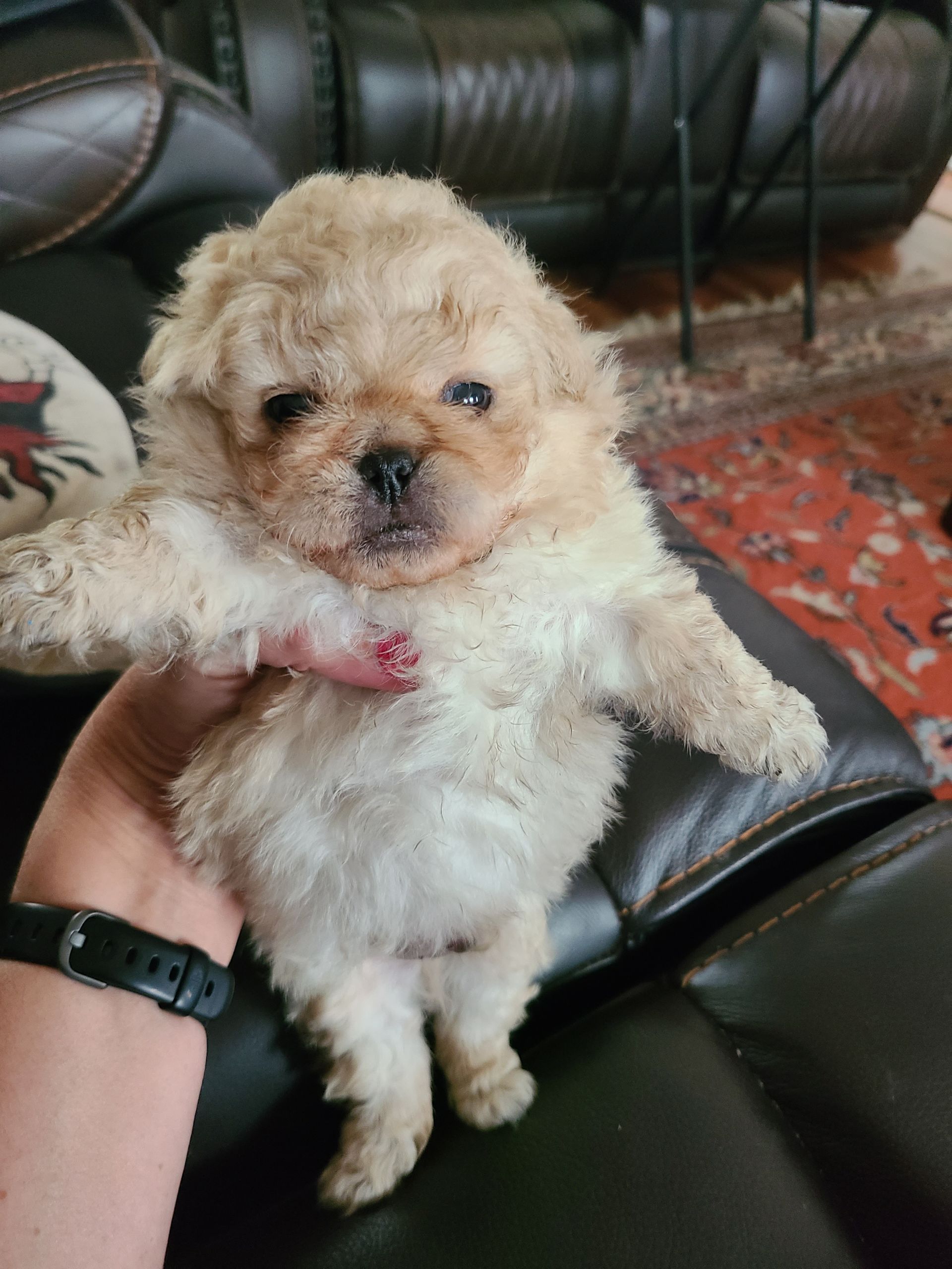 Available Litters | PEEKAPOM HOLLOW