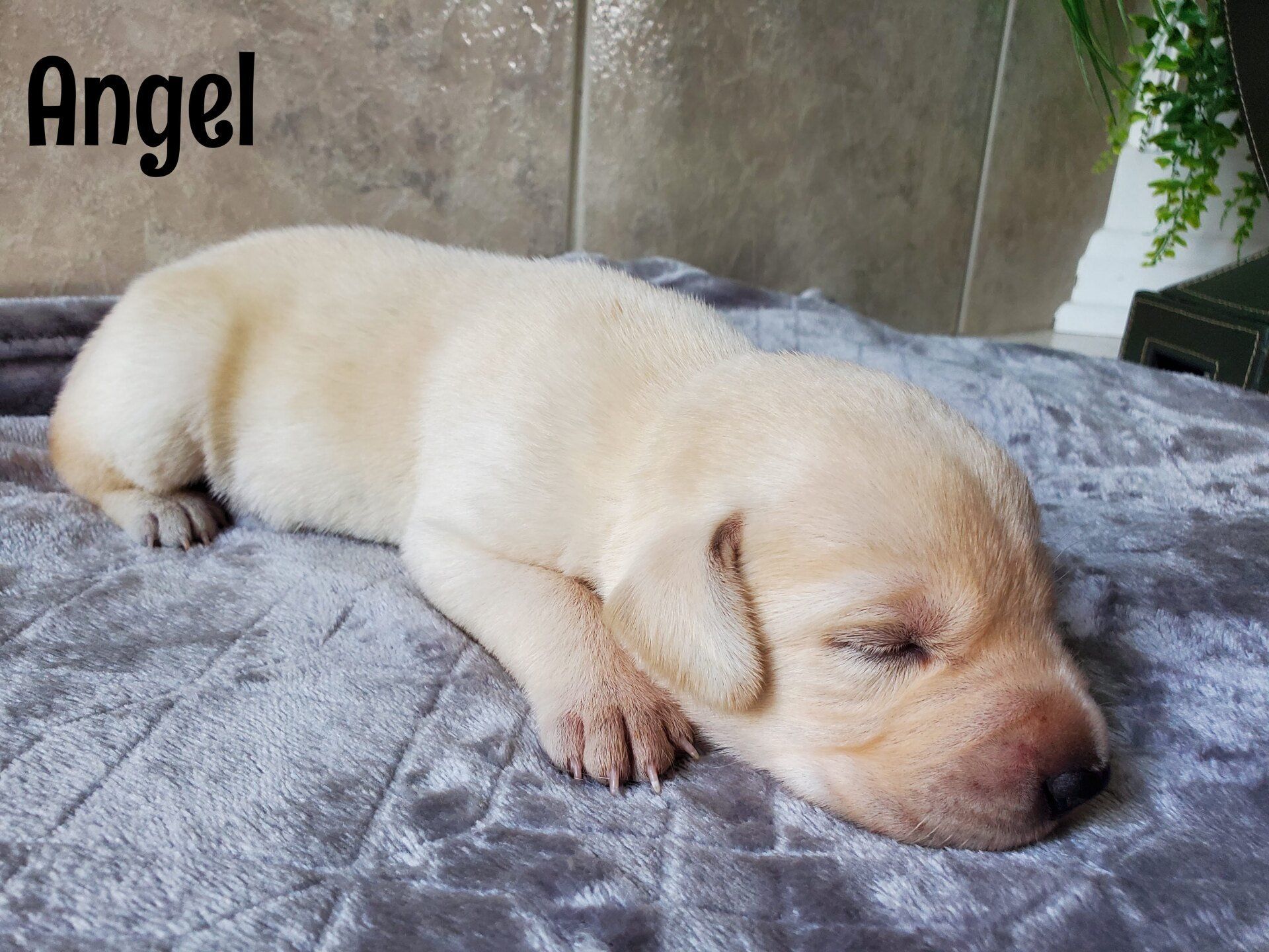 dog breeder Grabill, IN - Crystal Acres Labrador Retrievers