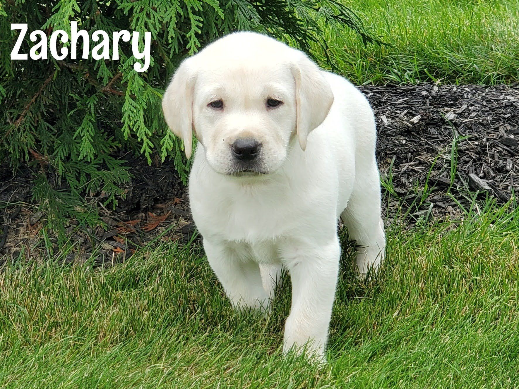 dog breeder Grabill, IN - Crystal Acres Labrador Retrievers