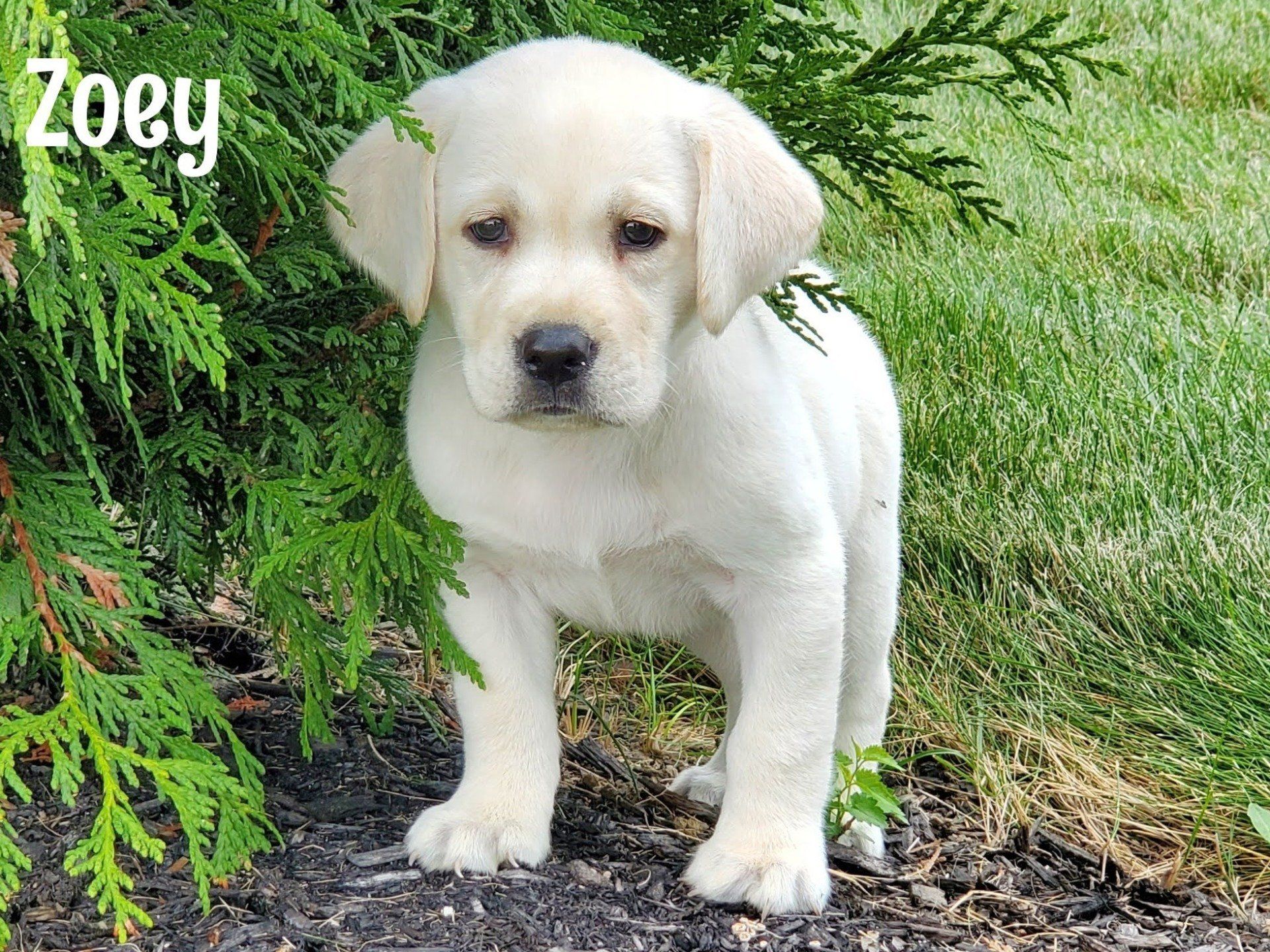 dog breeder Grabill, IN - Crystal Acres Labrador Retrievers