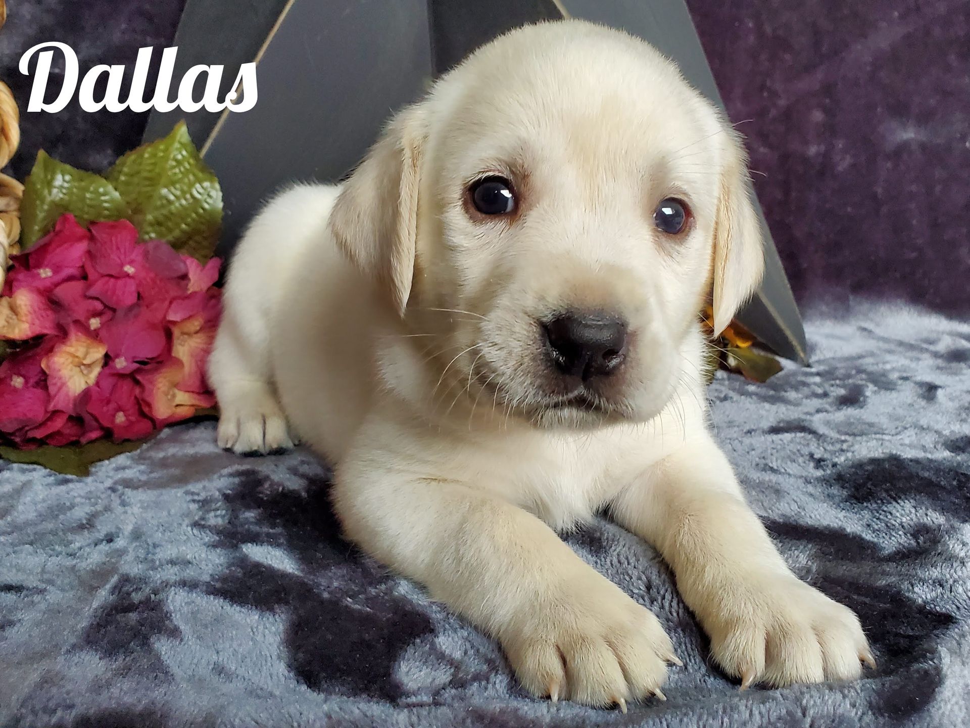 dog breeder Grabill, IN - Crystal Acres Labrador Retrievers