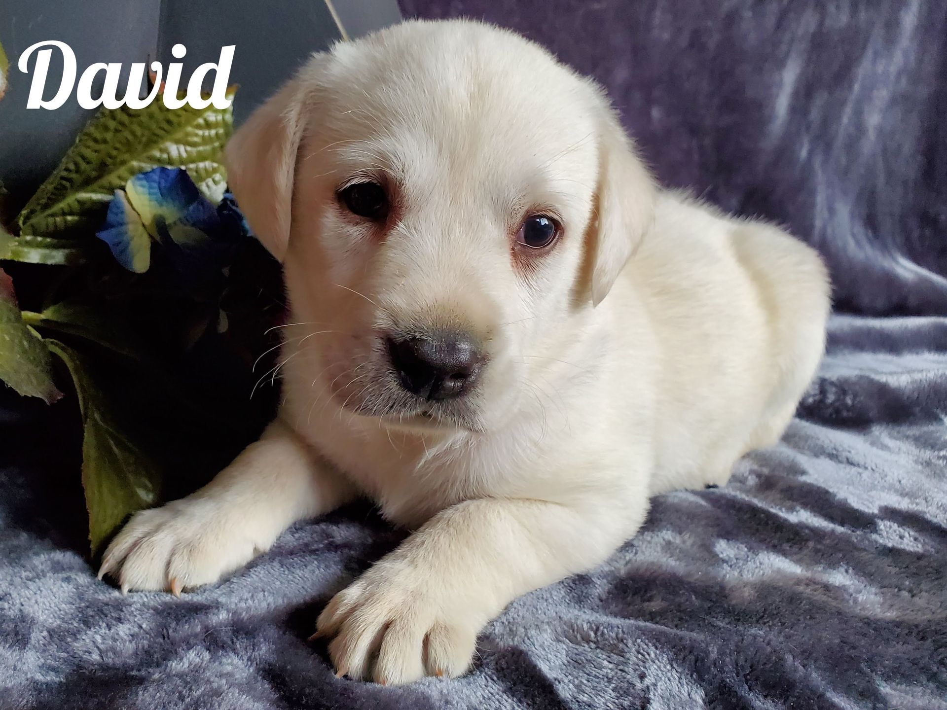 dog breeder Grabill, IN - Crystal Acres Labrador Retrievers