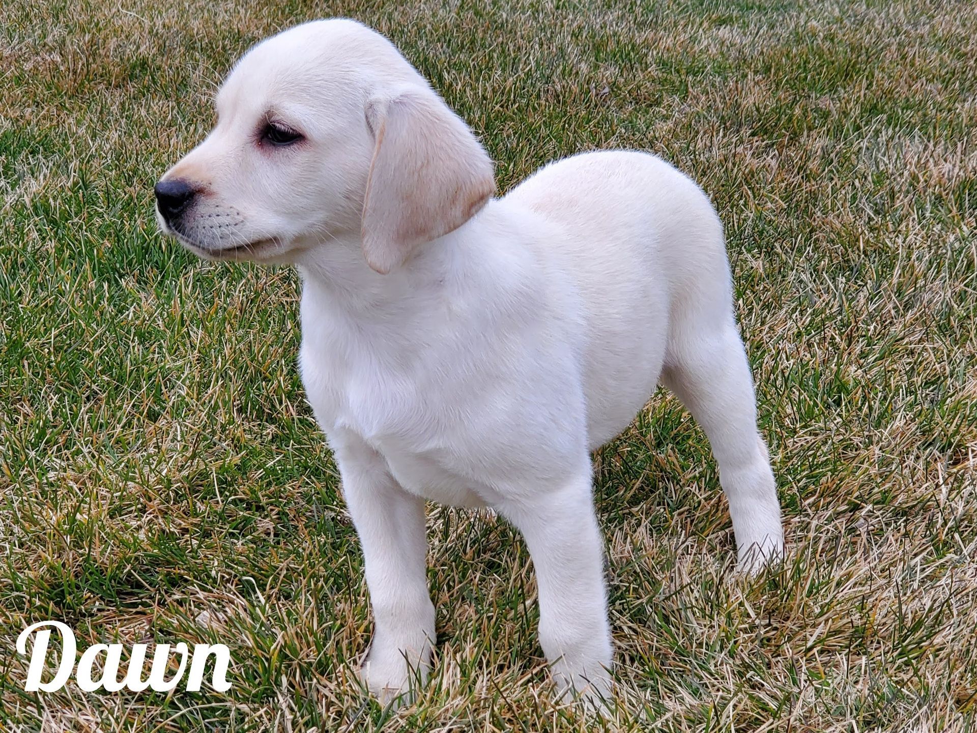 dog breeder Grabill, IN - Crystal Acres Labrador Retrievers