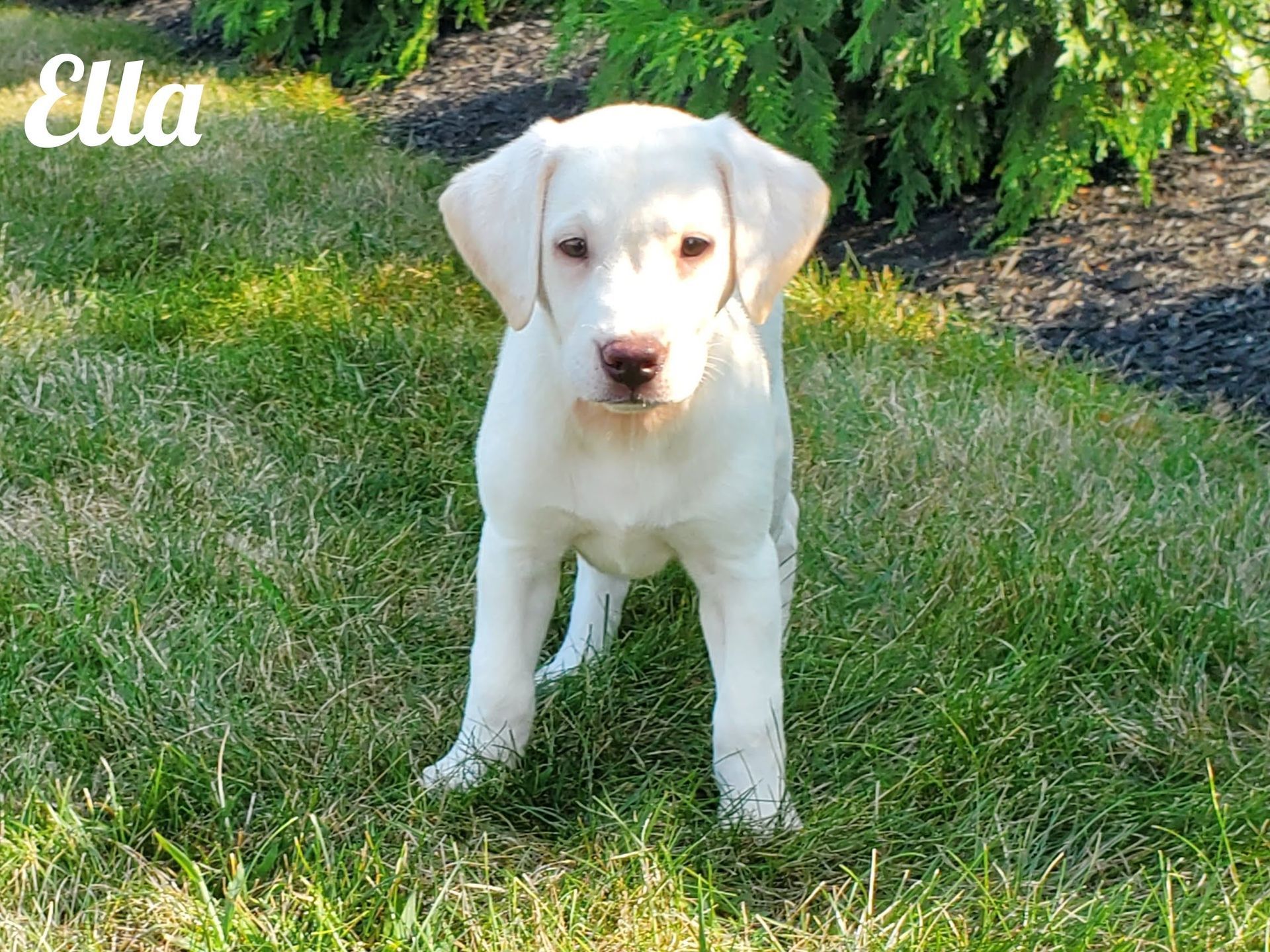 dog breeder Grabill, IN - Crystal Acres Labrador Retrievers