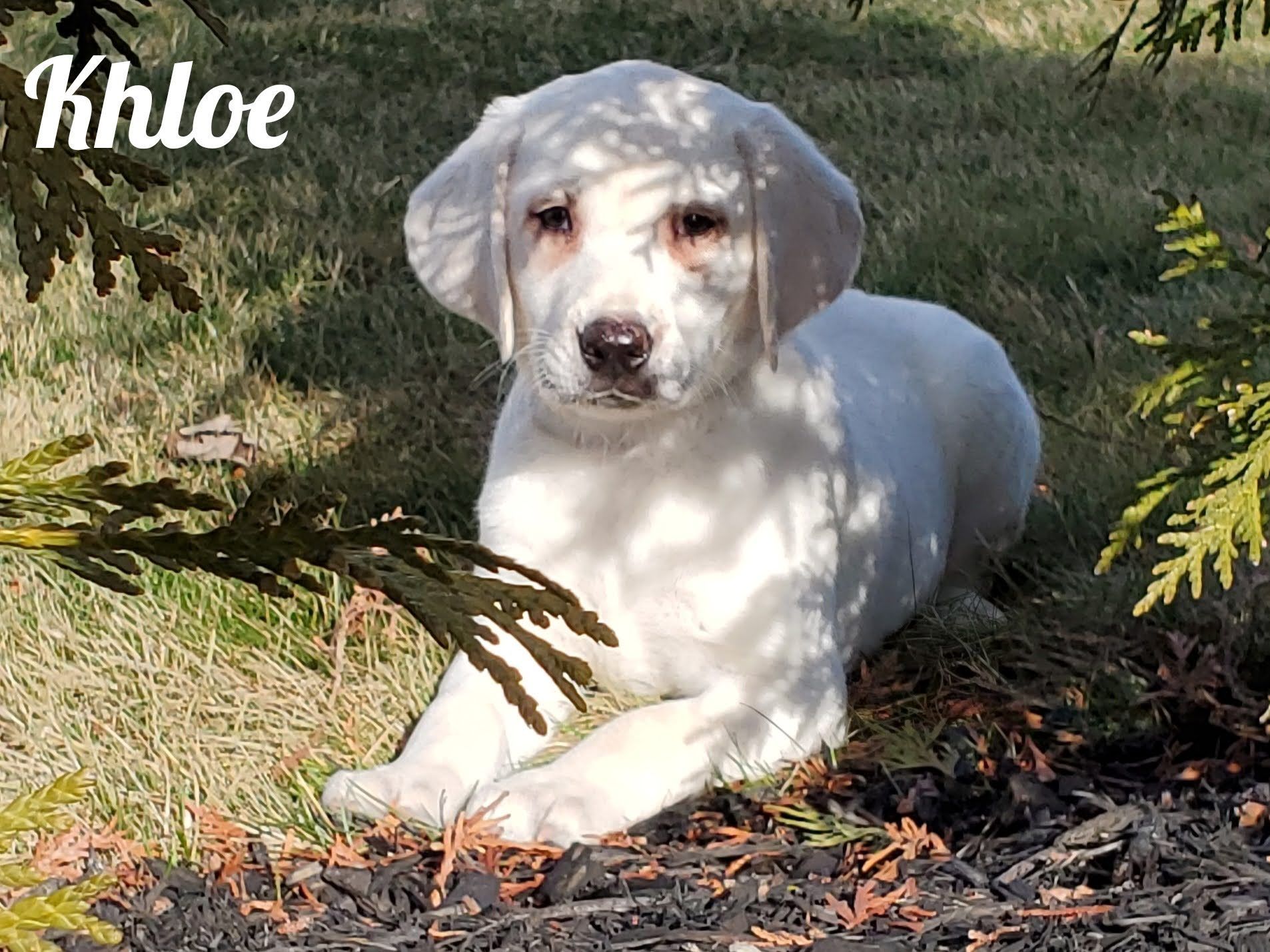 dog breeder Grabill, IN - Crystal Acres Labrador Retrievers