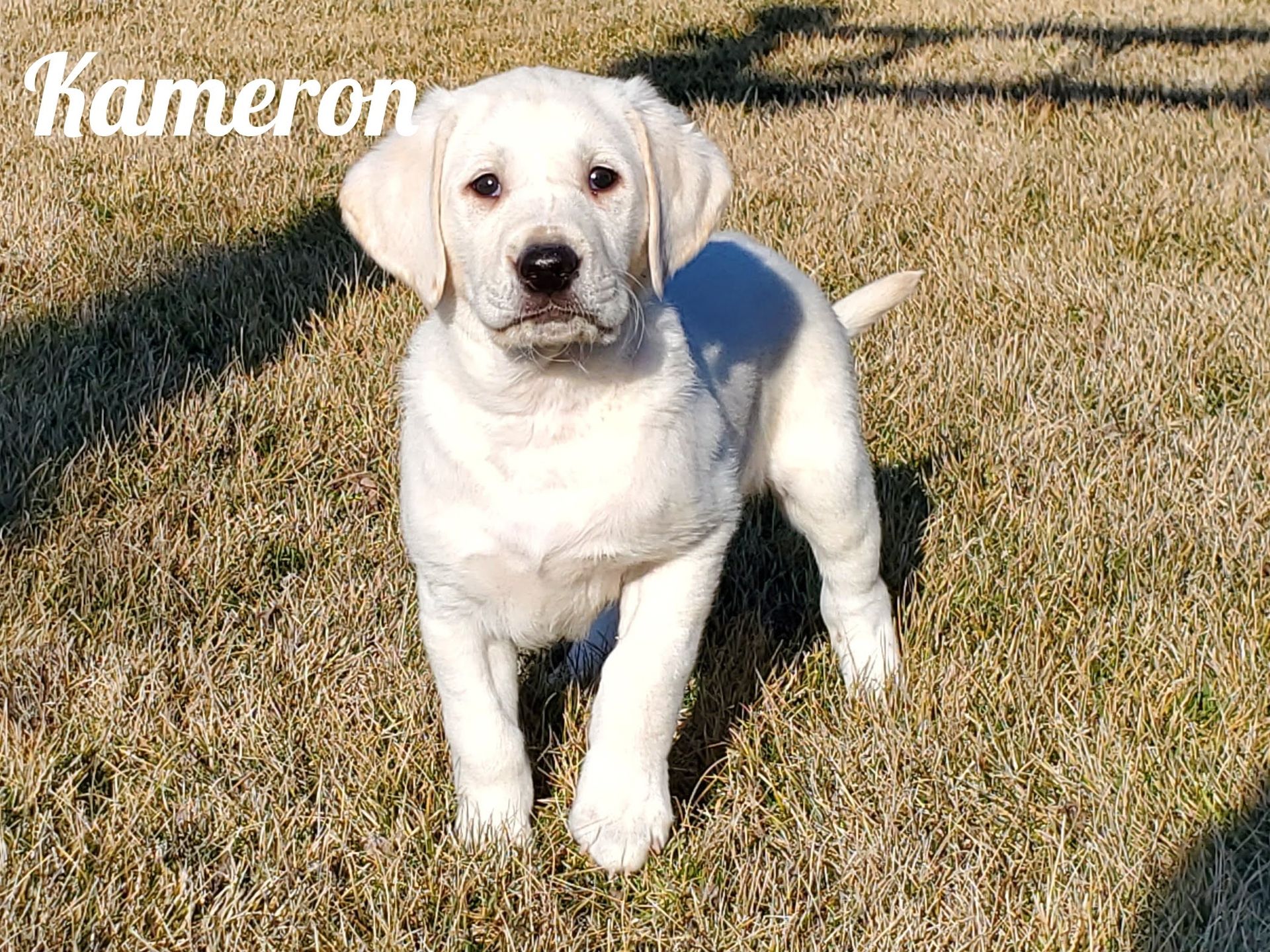 dog breeder Grabill, IN - Crystal Acres Labrador Retrievers