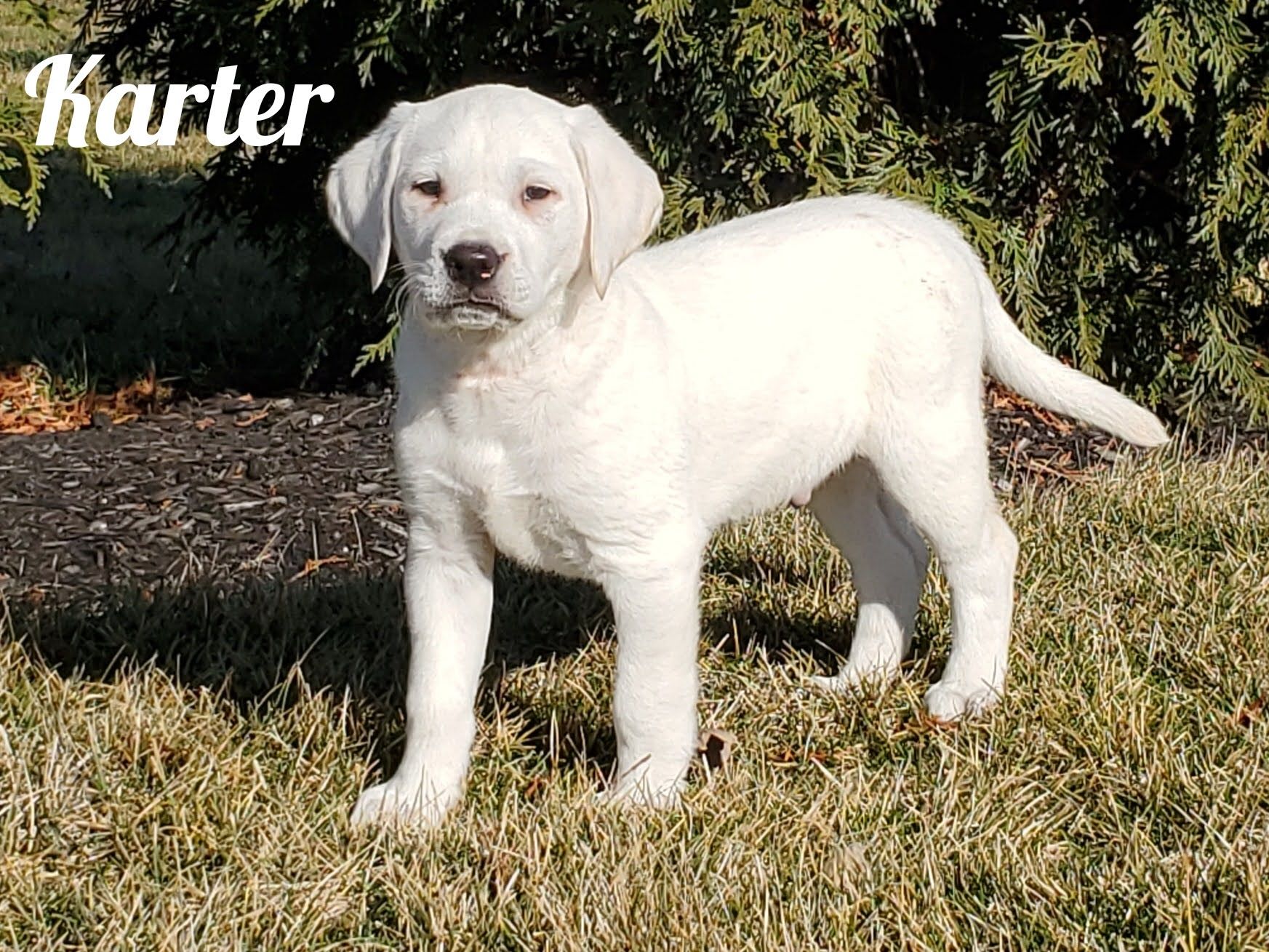 dog breeder Grabill, IN - Crystal Acres Labrador Retrievers