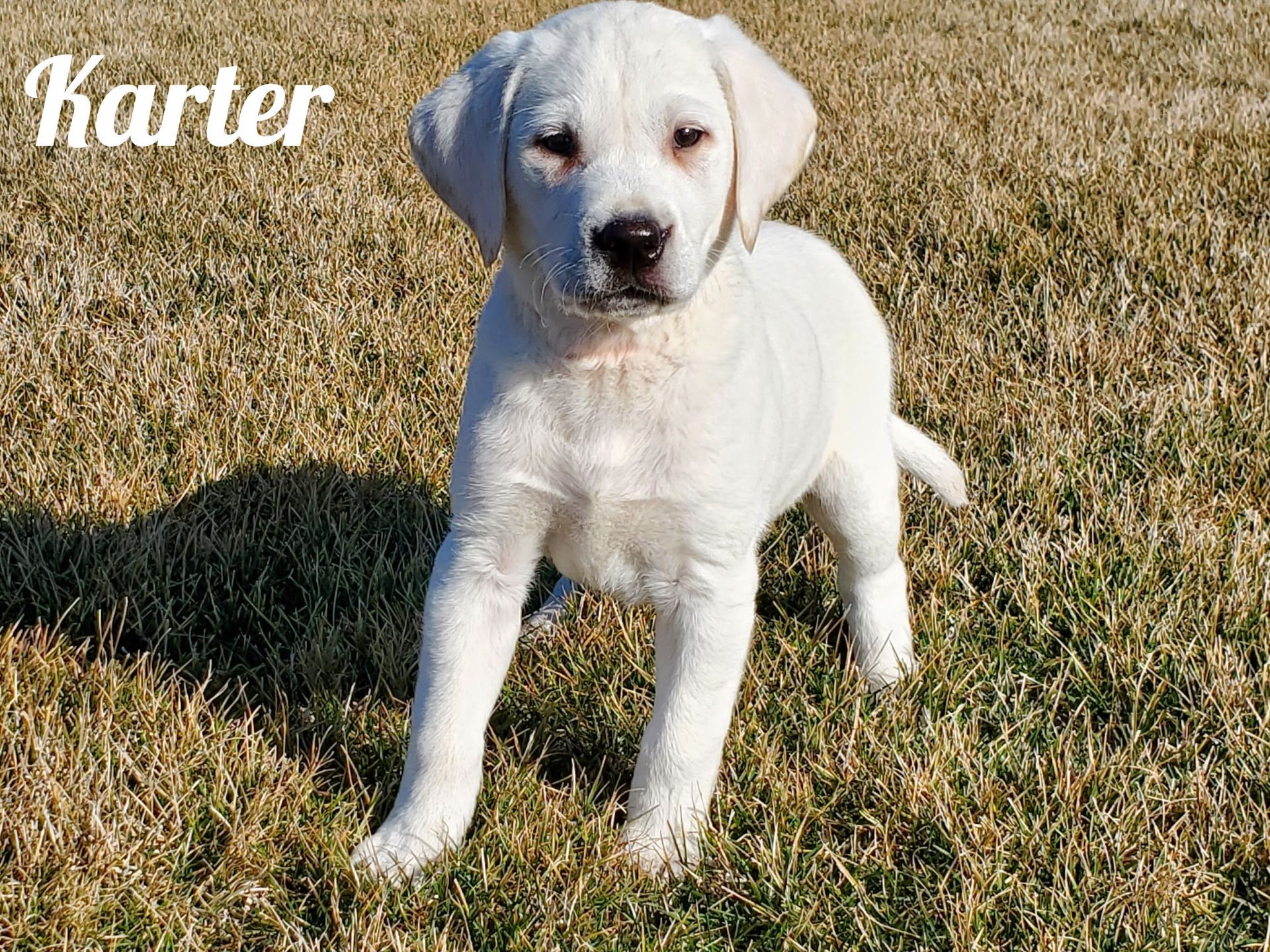 dog breeder Grabill, IN - Crystal Acres Labrador Retrievers