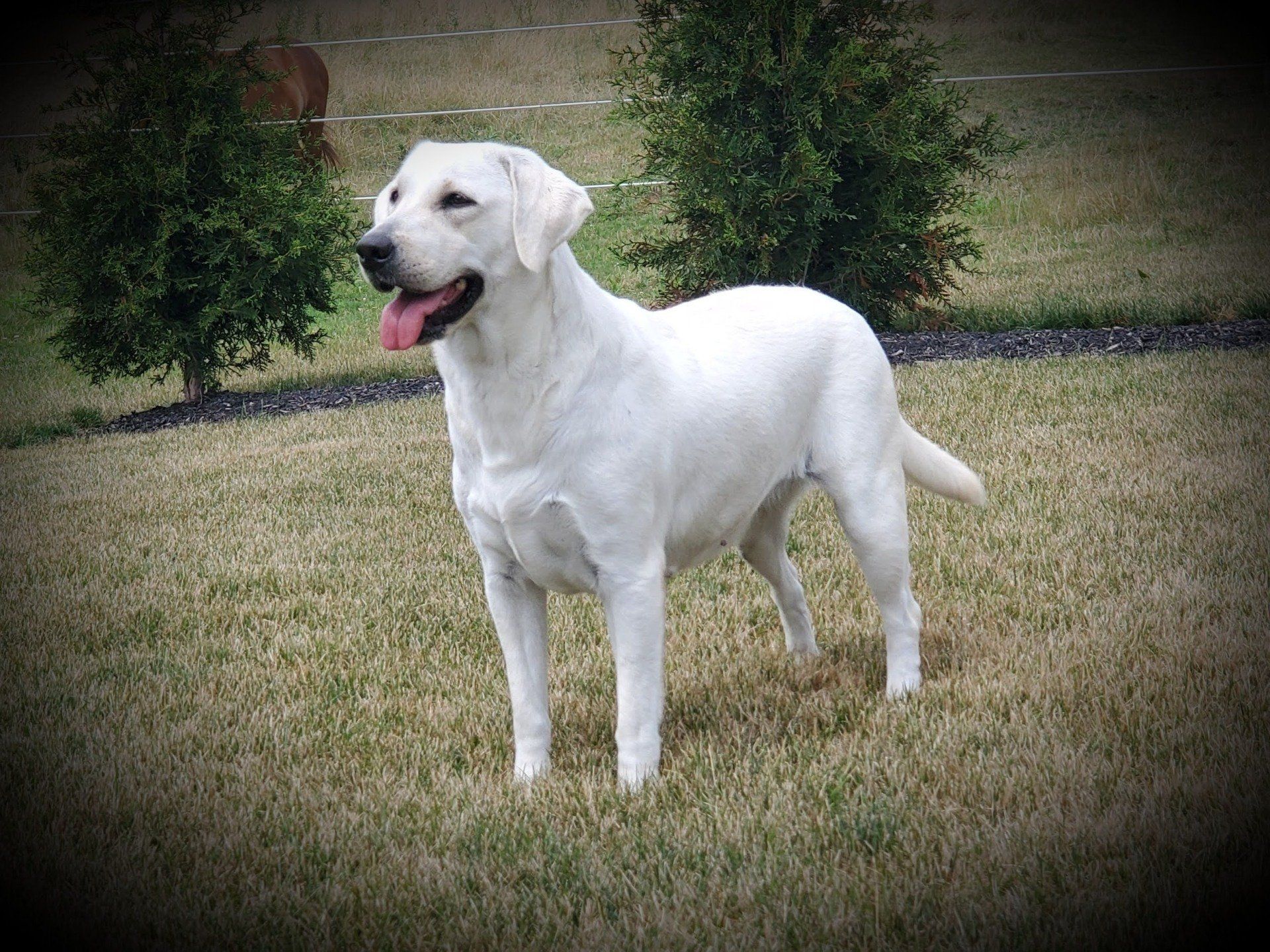 labrador retrievers Grabill, IN - Crystal Acres Labrador Retrievers