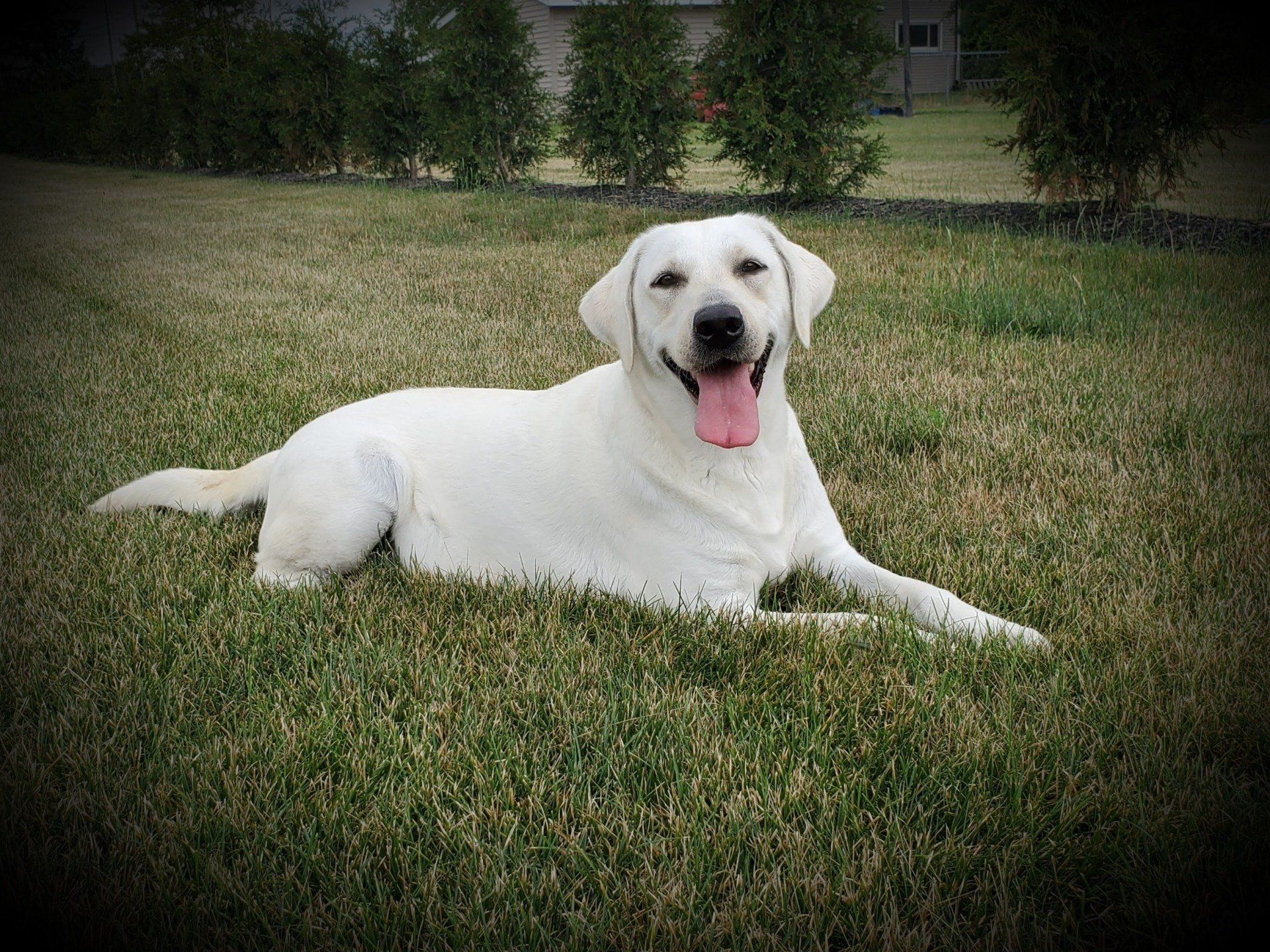 labrador retrievers Grabill, IN - Crystal Acres Labrador Retrievers