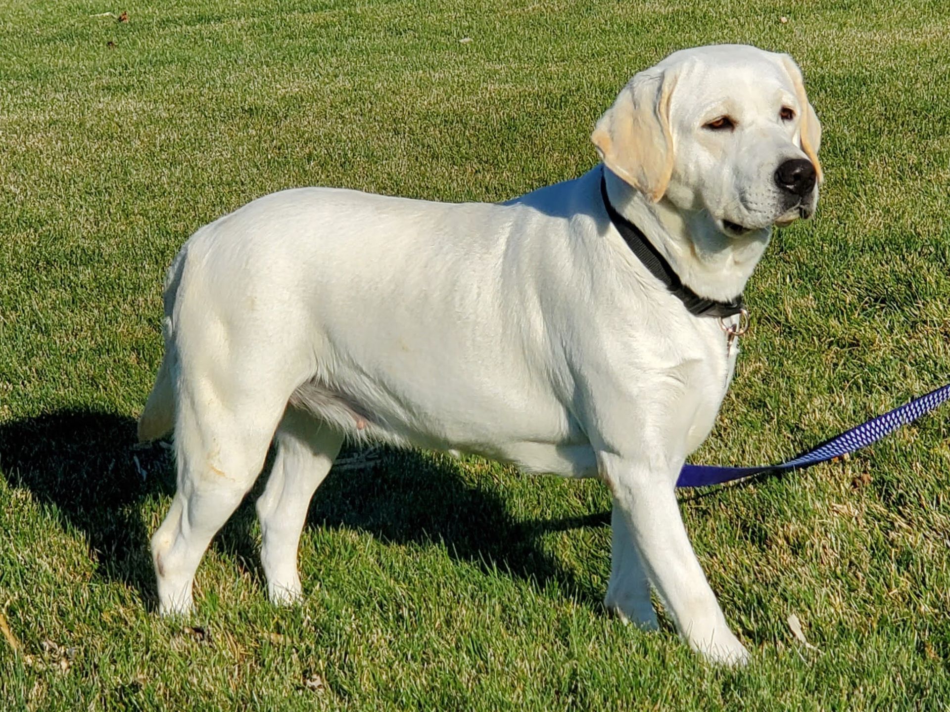 dog breeder Grabill, IN - Crystal Acres Labrador Retrievers