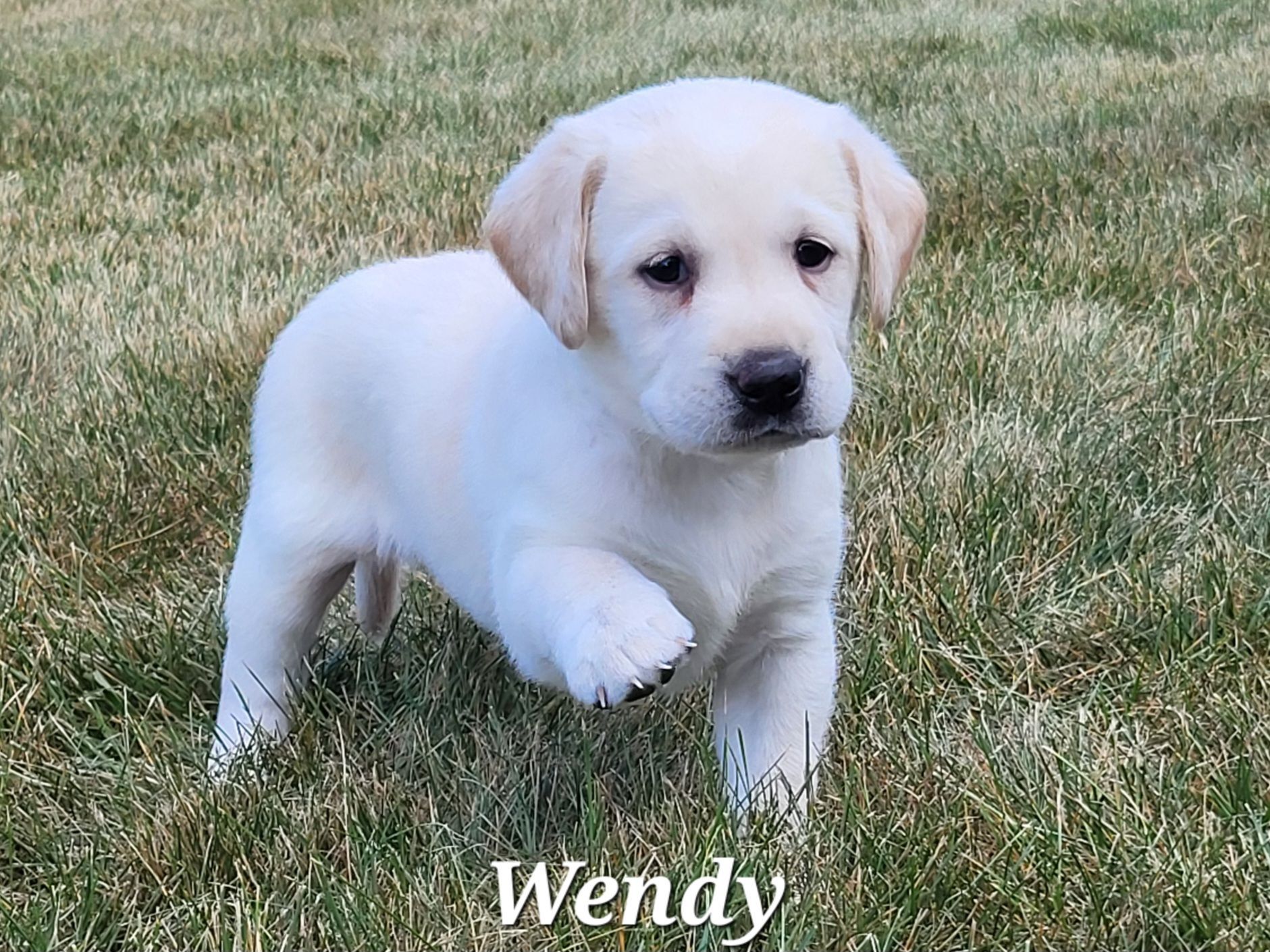 dog breeder Grabill, IN - Crystal Acres Labrador Retrievers