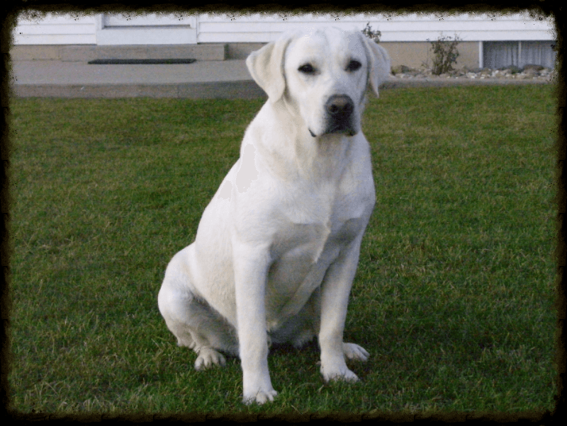labrador retrievers Grabill, IN - Crystal Acres Labrador Retrievers