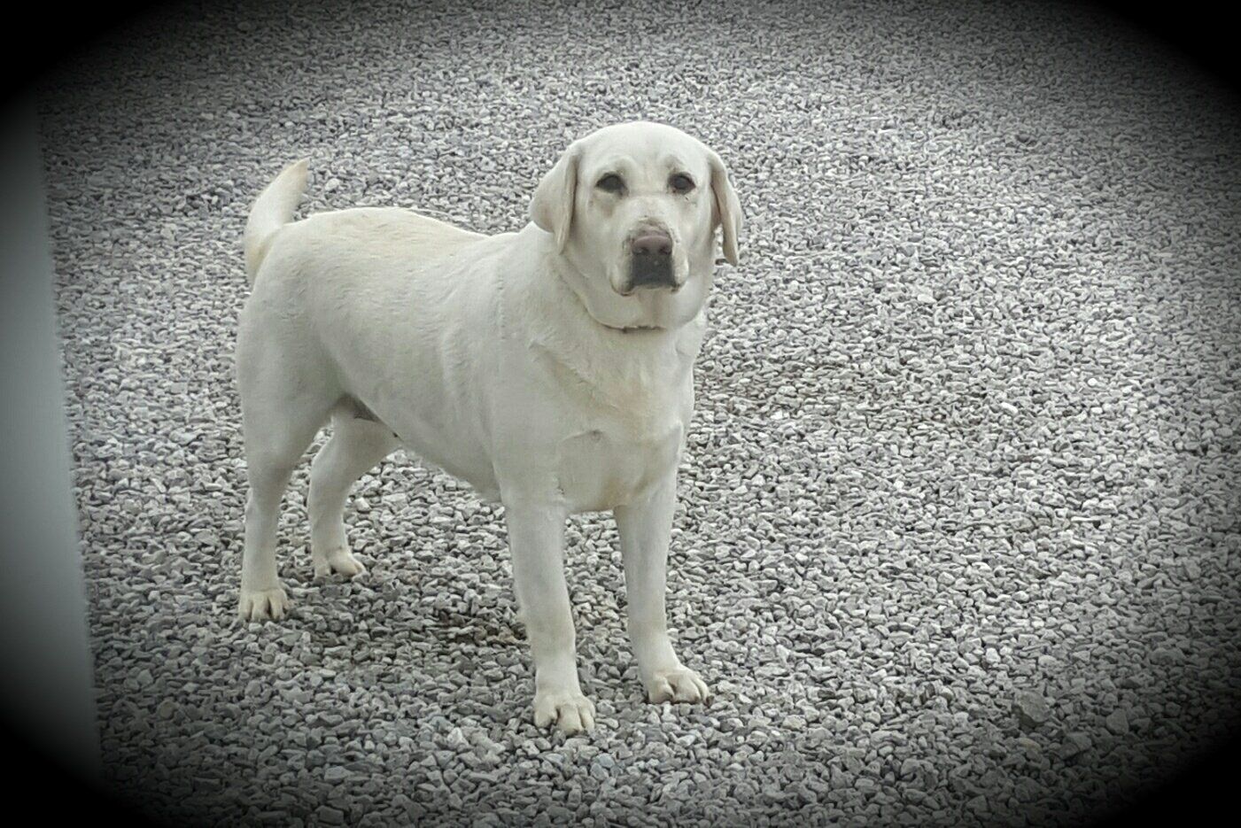 labrador retrievers Grabill, IN - Crystal Acres Labrador Retrievers