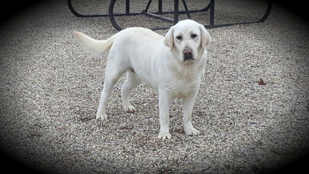dog breeder Grabill, IN - Crystal Acres Labrador Retrievers