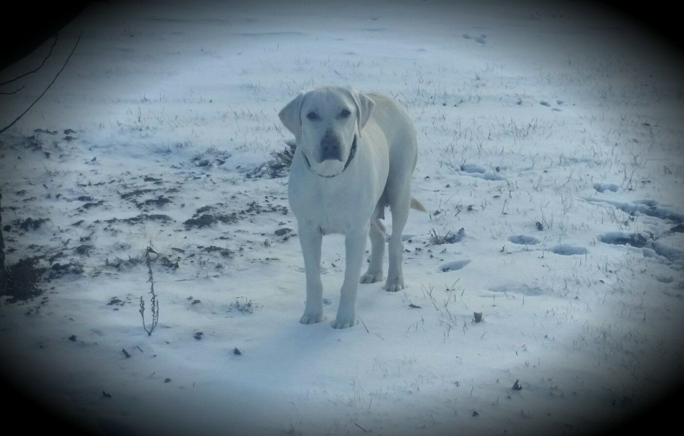 labrador retrievers Grabill, IN - Crystal Acres Labrador Retrievers