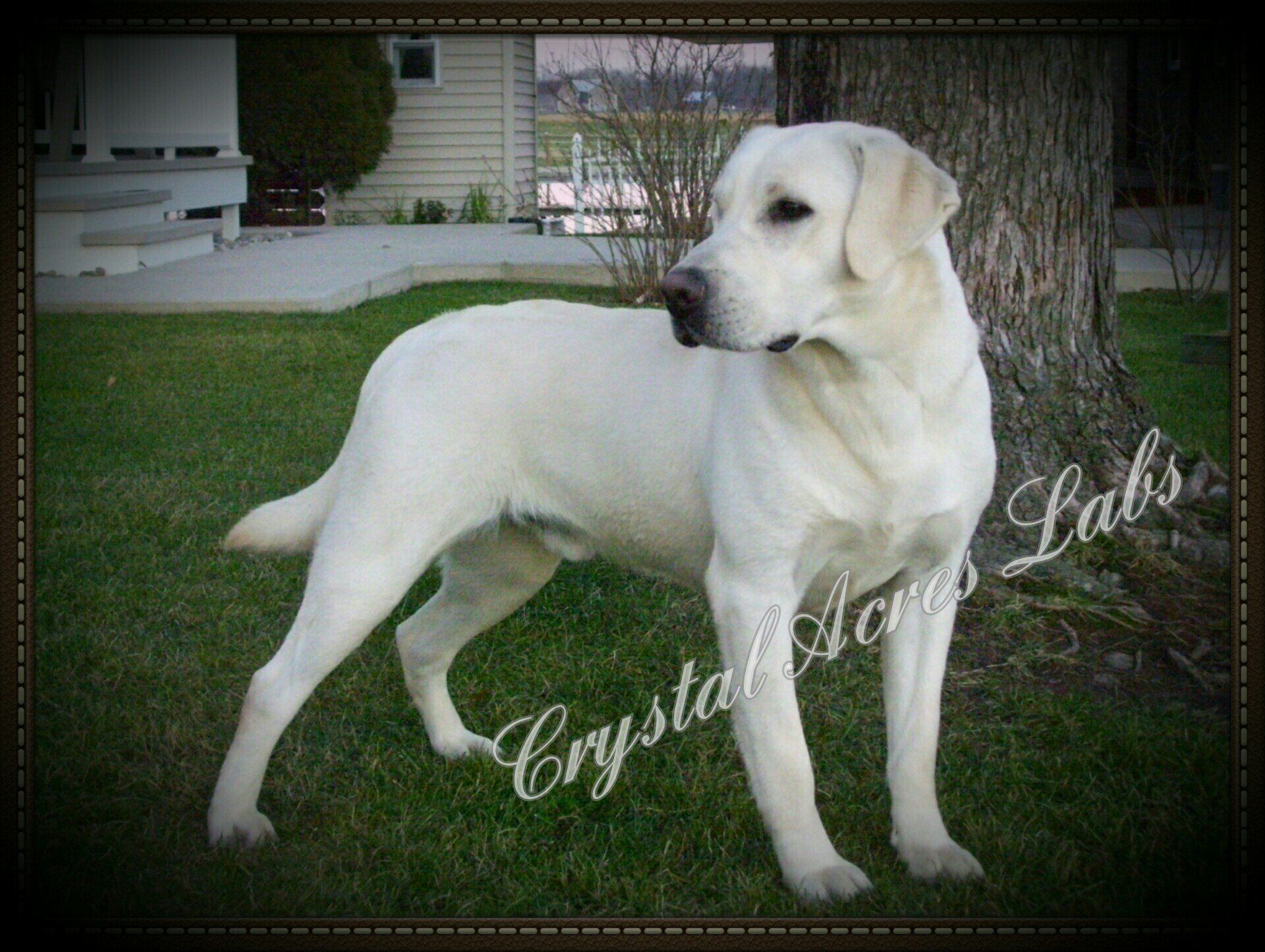 labrador retrievers Grabill, IN - Crystal Acres Labrador Retrievers