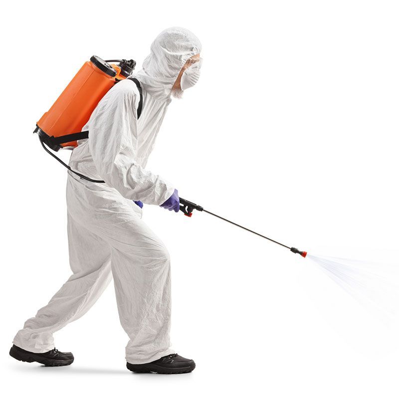 Control de Plagas | Eliminación de Plagas en León